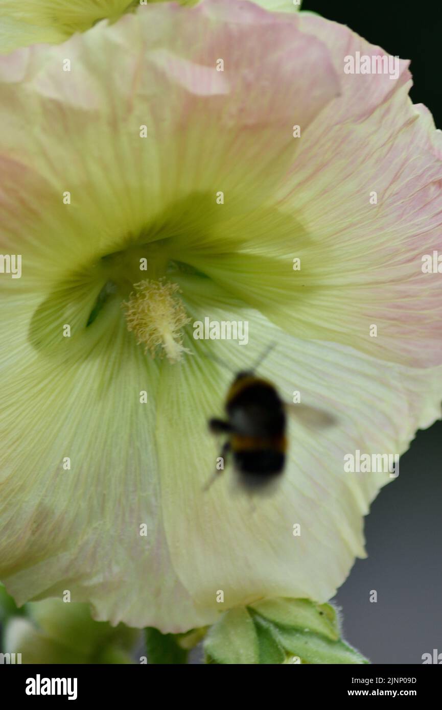 Hollyhocks (alcea rosea) with Bumble Bee (bombus) Hook Norton Oxfordshire England uk Stock Photo ...