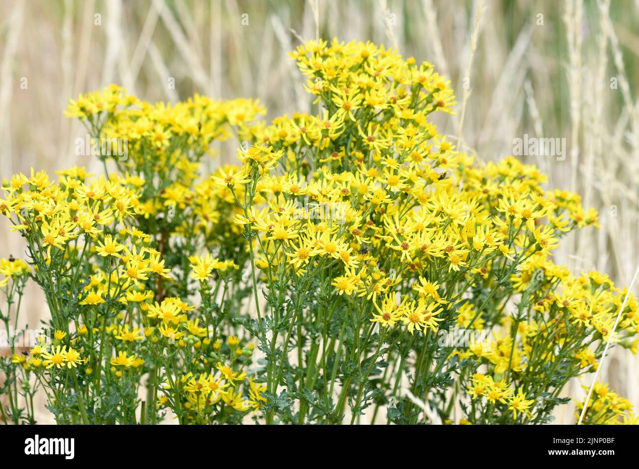 Ragweed Flower (Ambrosia artemisiifolia) growing in the wild Hook ...