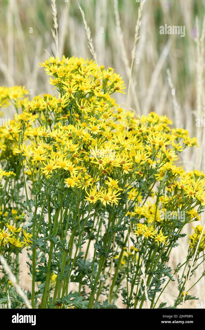 Ragweed Flower (Ambrosia artemisiifolia) growing in the wild Hook ...
