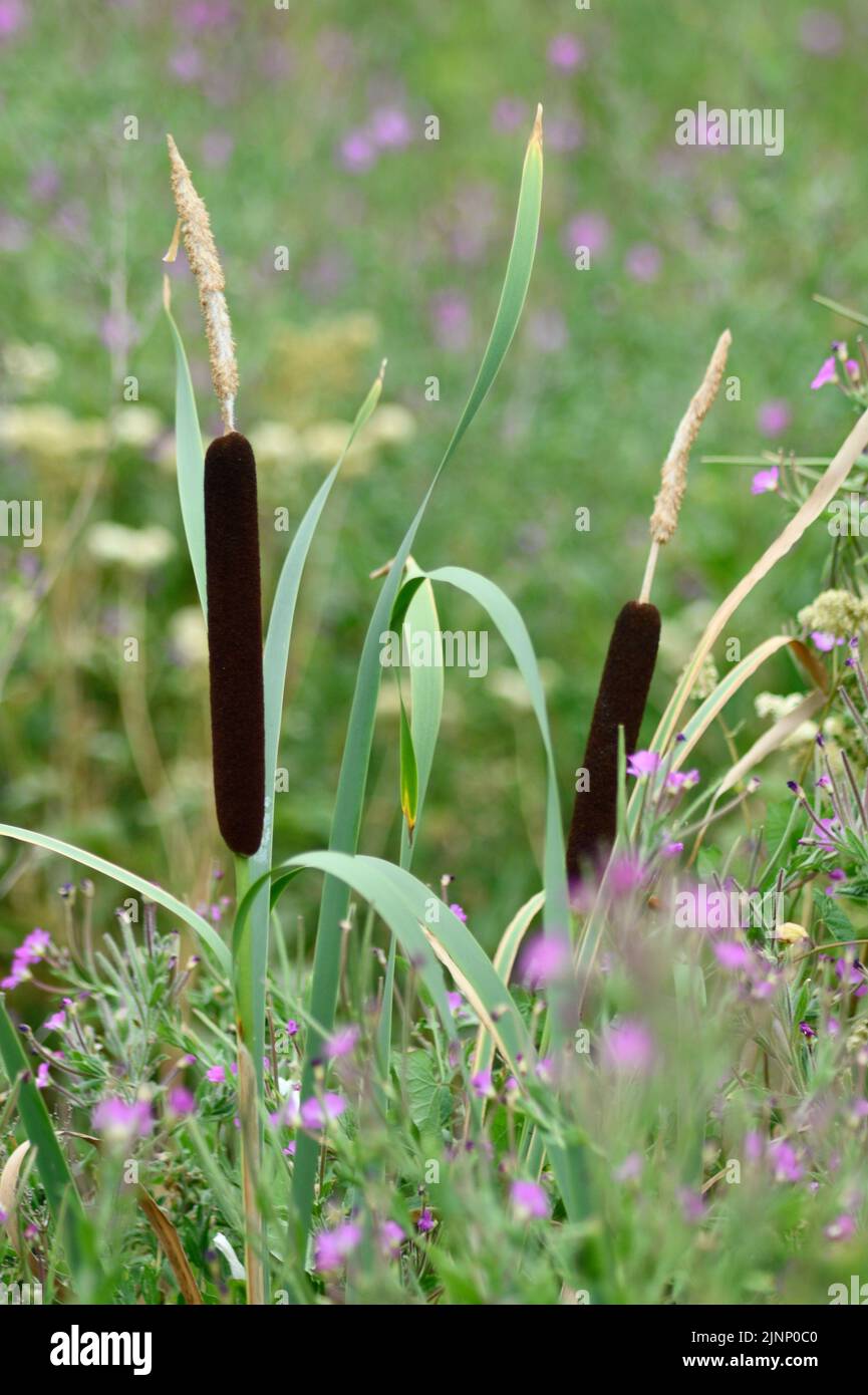 Bulrushes (Typha Latifolia) in a Pond Hook Norton Oxfordshire England ...