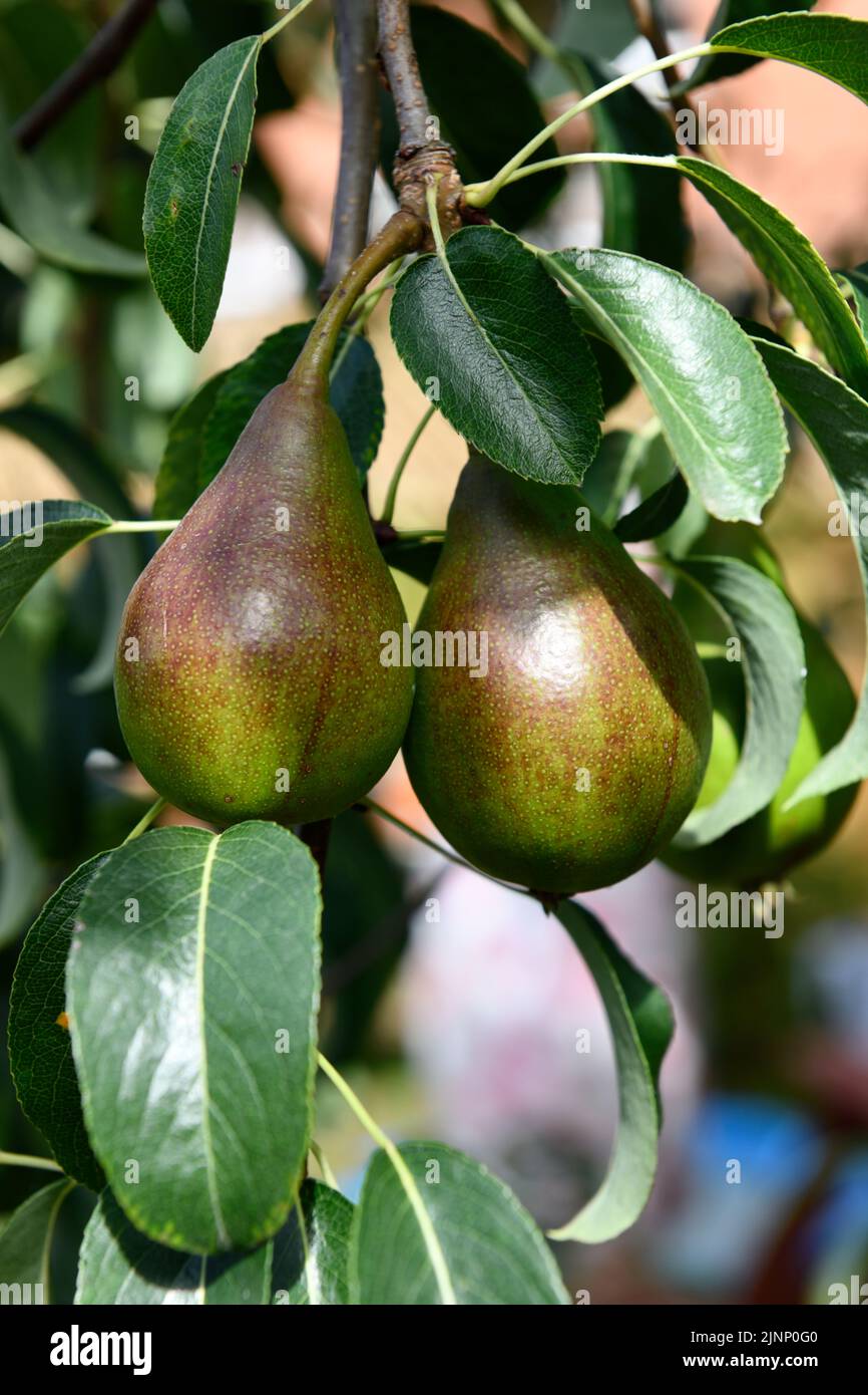 Pear Tree (pyrus communis) in Summer well fruited Hook Norton ...