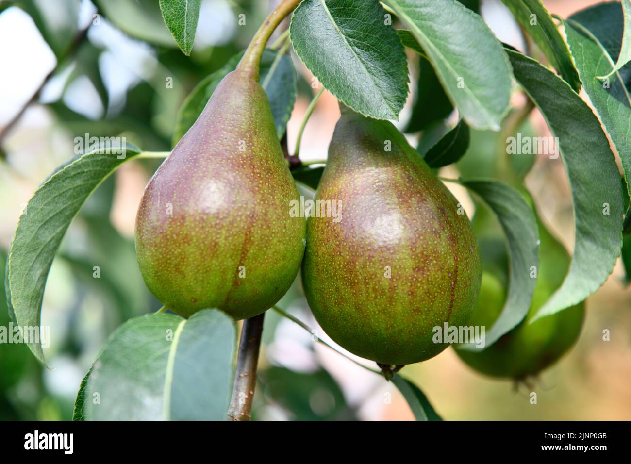 Pear Tree (pyrus communis) in Summer well fruited Hook Norton ...