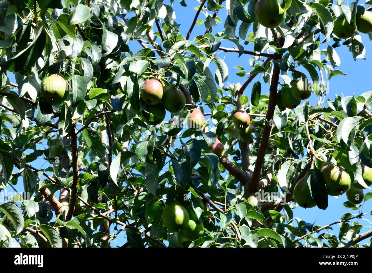 Pear Tree (pyrus communis) in Summer well fruited Hook Norton ...