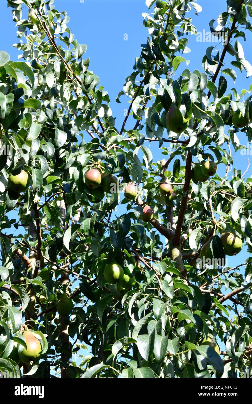 Pear Tree (pyrus communis) in Summer well fruited Hook Norton Oxfordshire England uk Stock Photo ...