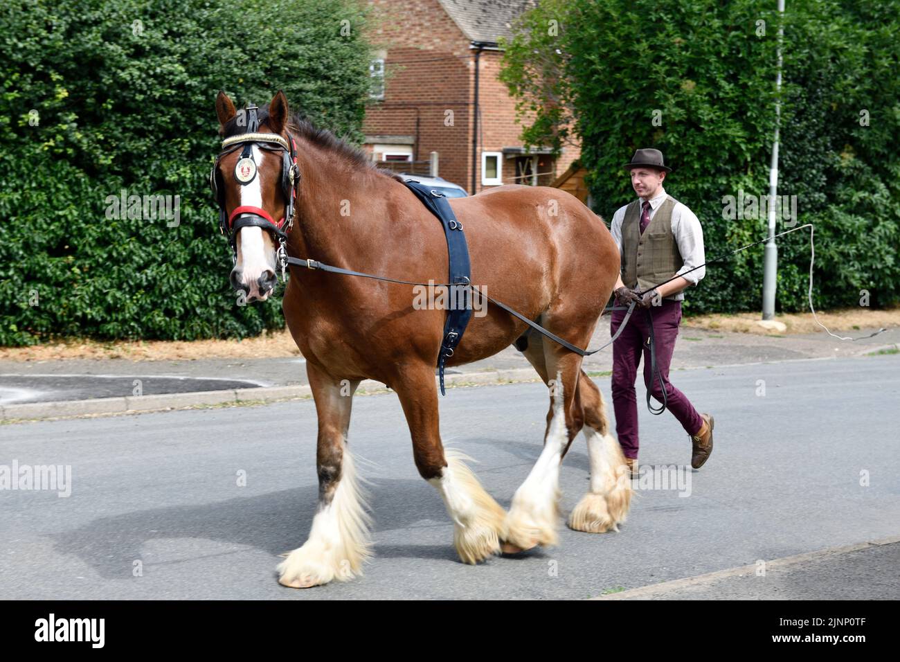 Shire Horse being Trained in Hook Norton Oxfordshire England uk Stock ...