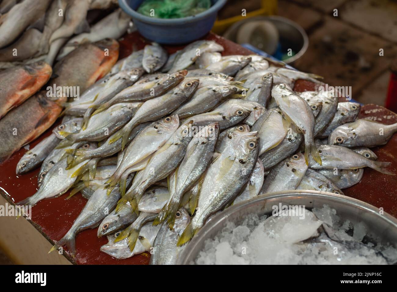 Fish market in goa hi-res stock photography and images - Alamy