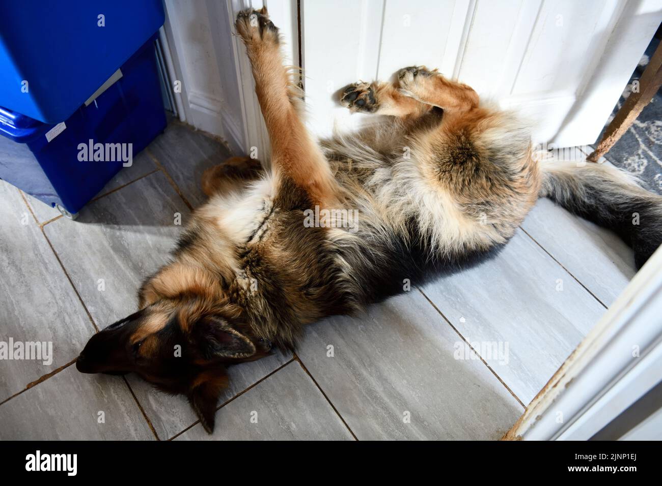 German Shepherd asleep in Hallway Hook Norton Oxfordshire England uk ...