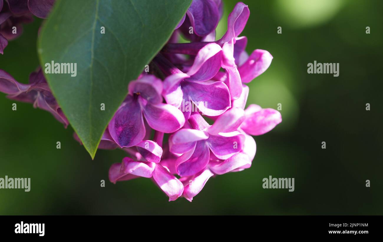 Rosa flieder hi-res stock photography and images - Alamy