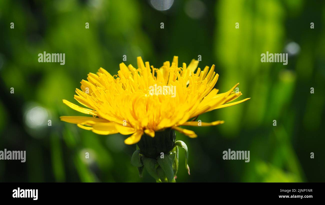 Pusteblumen hi-res stock photography and images - Alamy