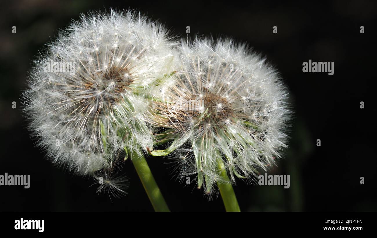 Pusteblumen hi-res stock photography and images - Alamy