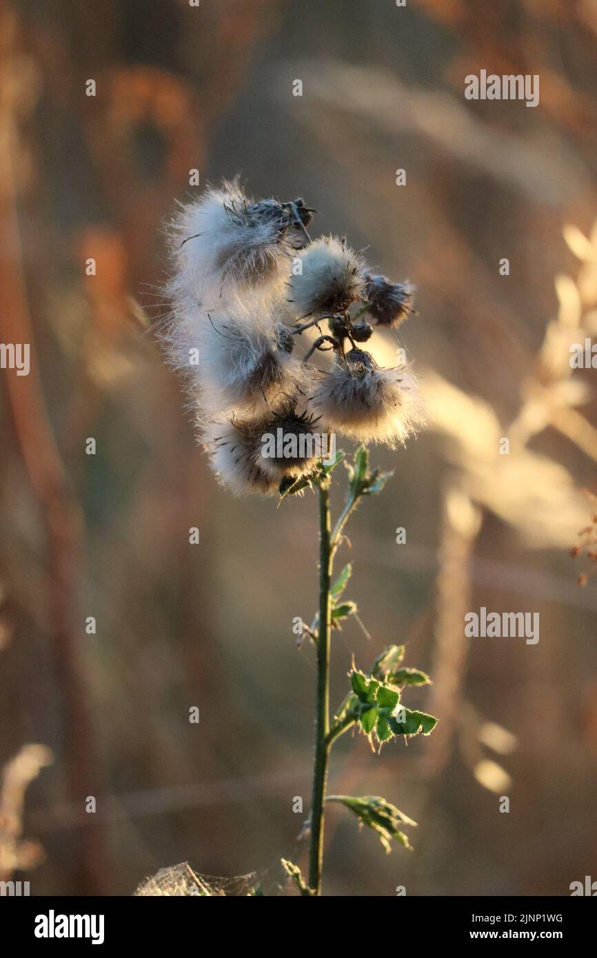 mature Thistle with wool-like Seeds Stock Photo - Alamy