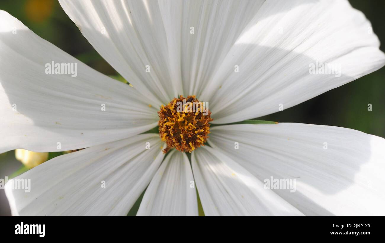 Schmuckkorbchen hi-res stock photography and images - Alamy