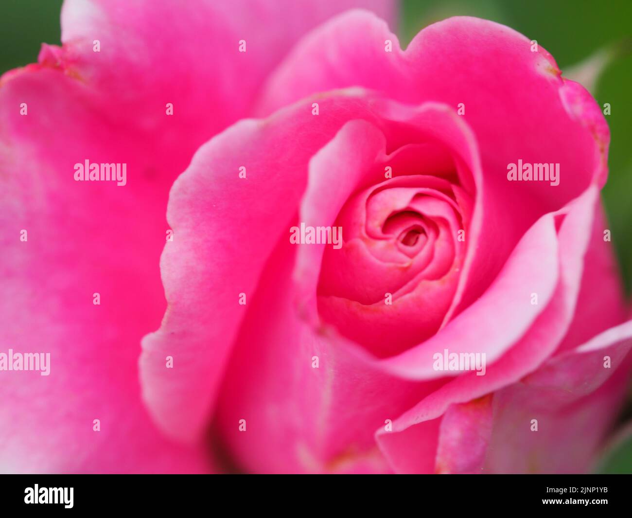 Rosa sommer hi-res stock photography and images - Alamy