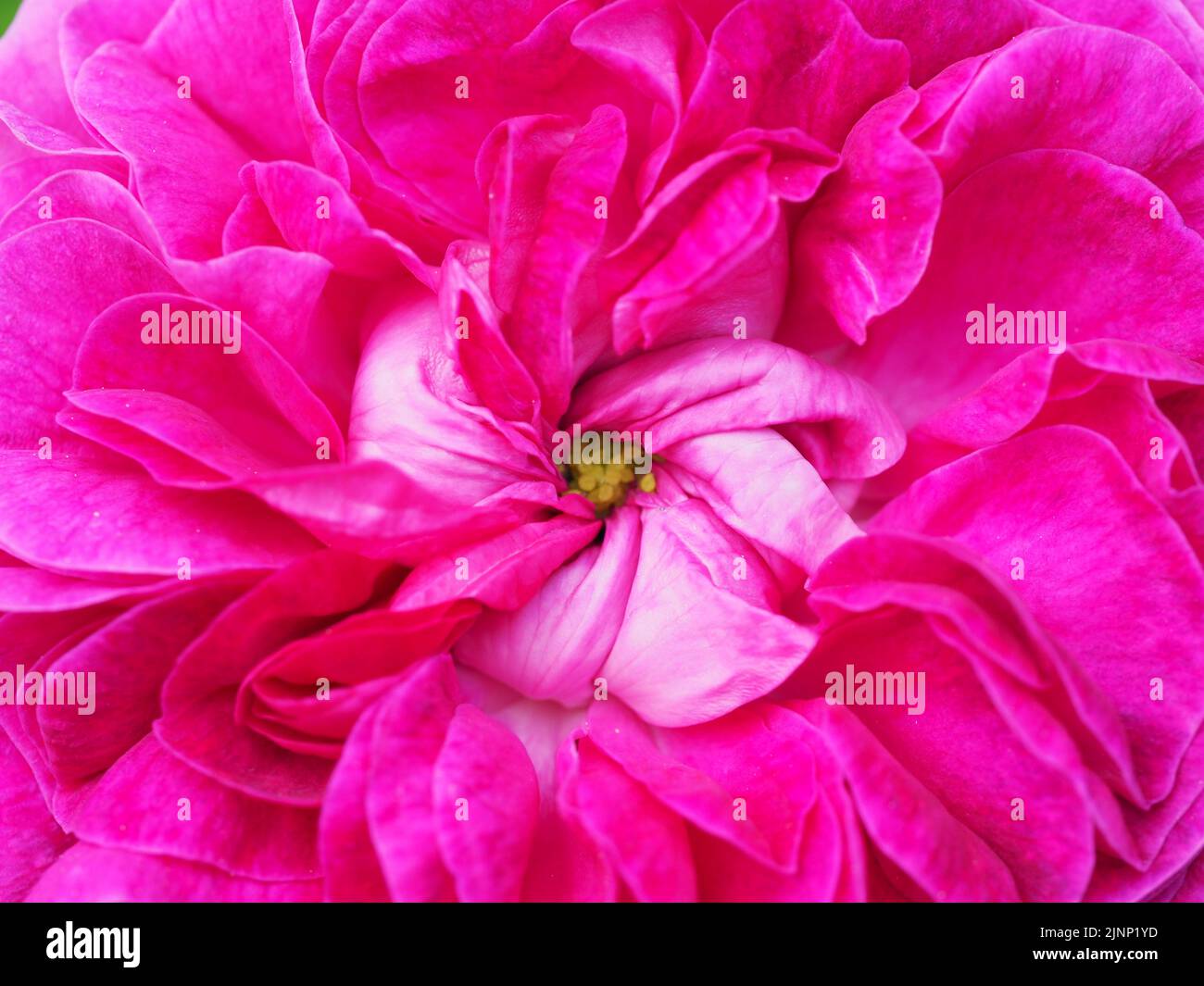Rosa details hi-res stock photography and images - Alamy