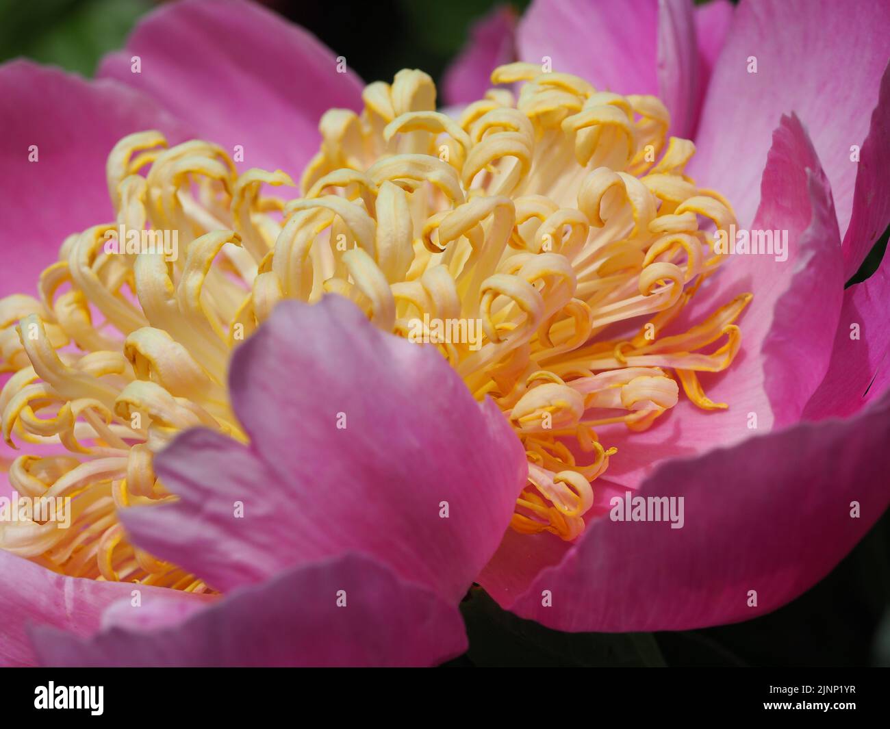 Pfingstrose hi-res stock photography and images - Alamy