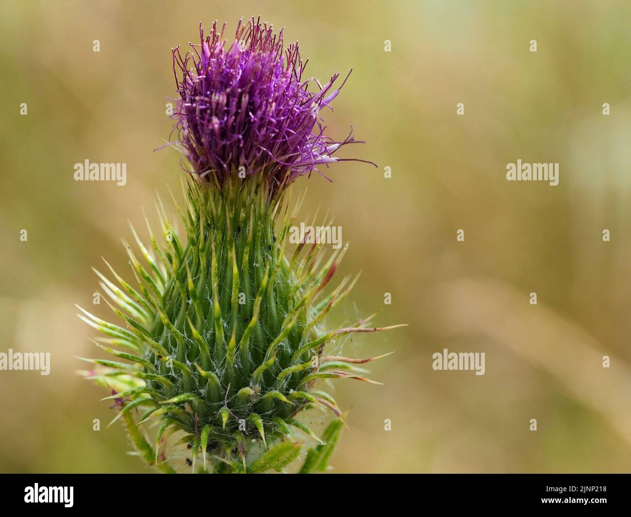 Kratzdistel bluten hi-res stock photography and images - Alamy