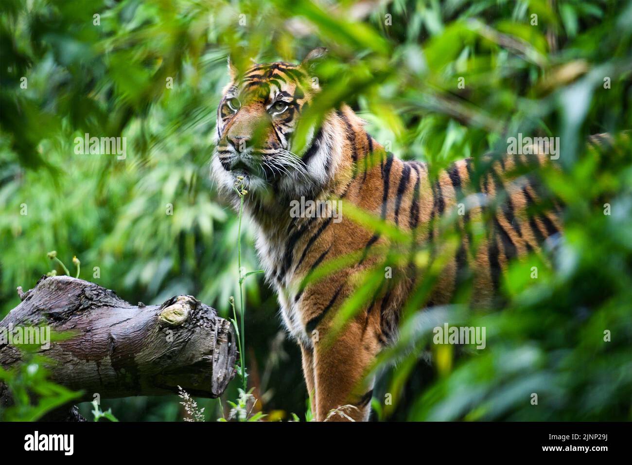 Tiger in jungle hi-res stock photography and images - Alamy
