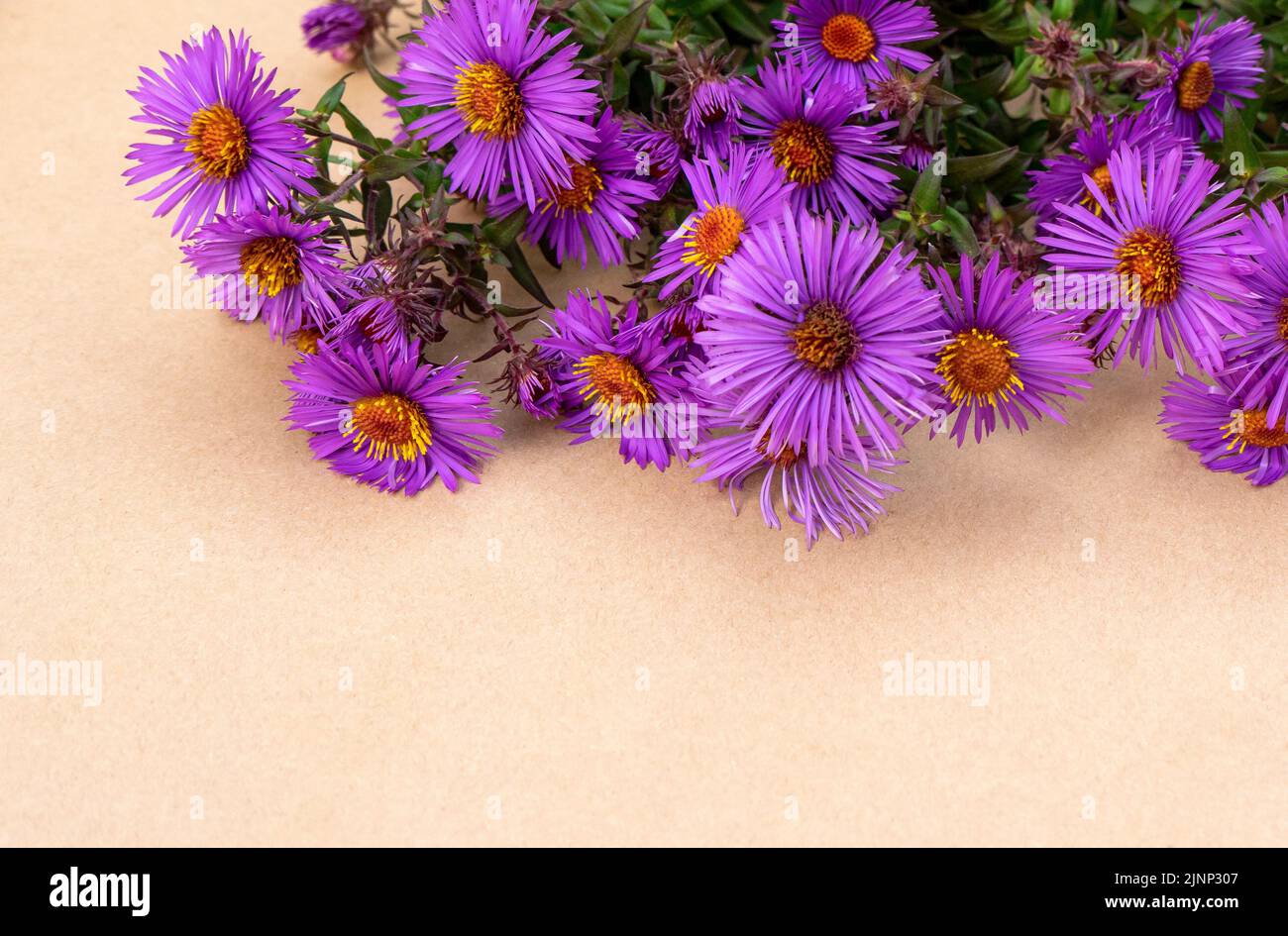 Bouquet of bright cute autumn asters in purple color with copy space ...