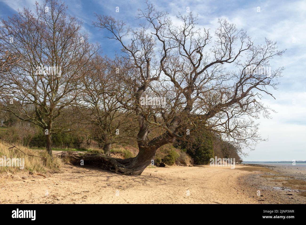 Fallen tree that is still growing on the beach at Nacton Foreshore ...