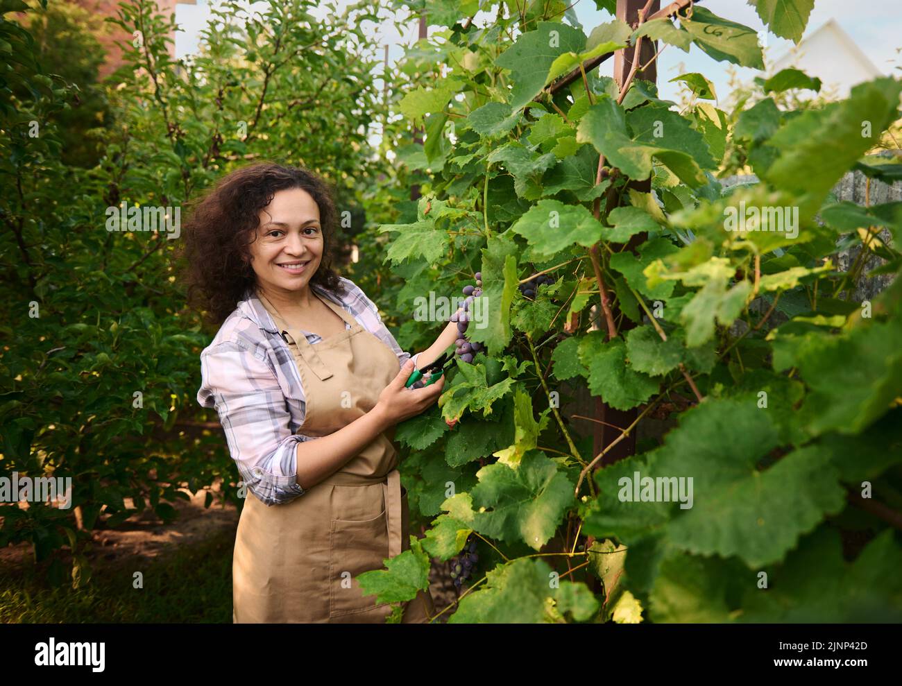 African American pretty woman, harvesting blue grapes in vineyard ...