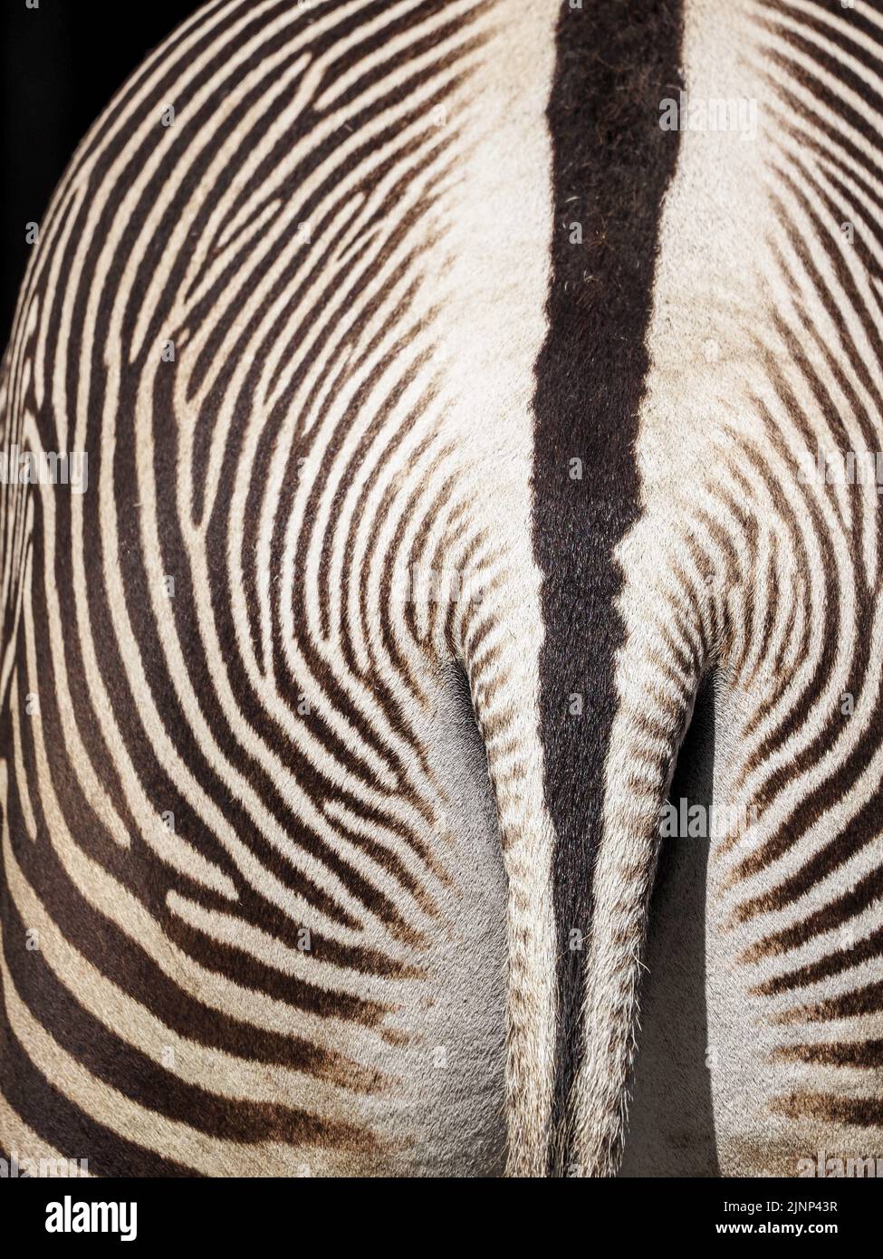 Zebra photographed from behind at the Salzburg Zoo Stock Photo - Alamy