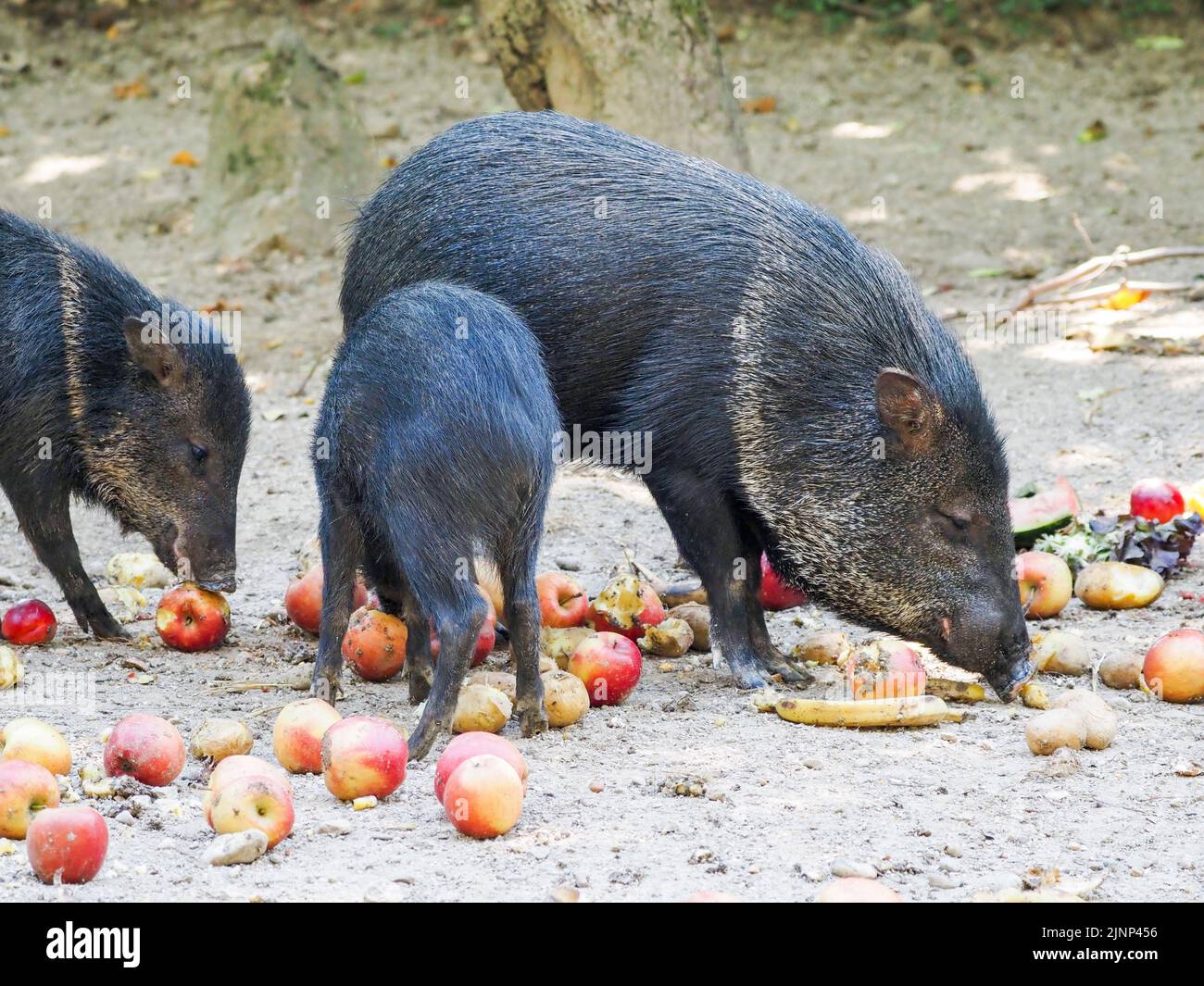 Collared Peccary at the Salzburg Zoo Stock Photo - Alamy