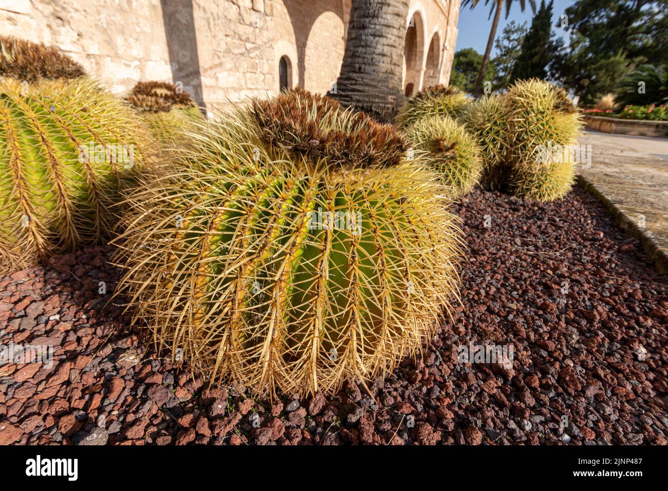 Mallorca species hi-res stock photography and images - Alamy