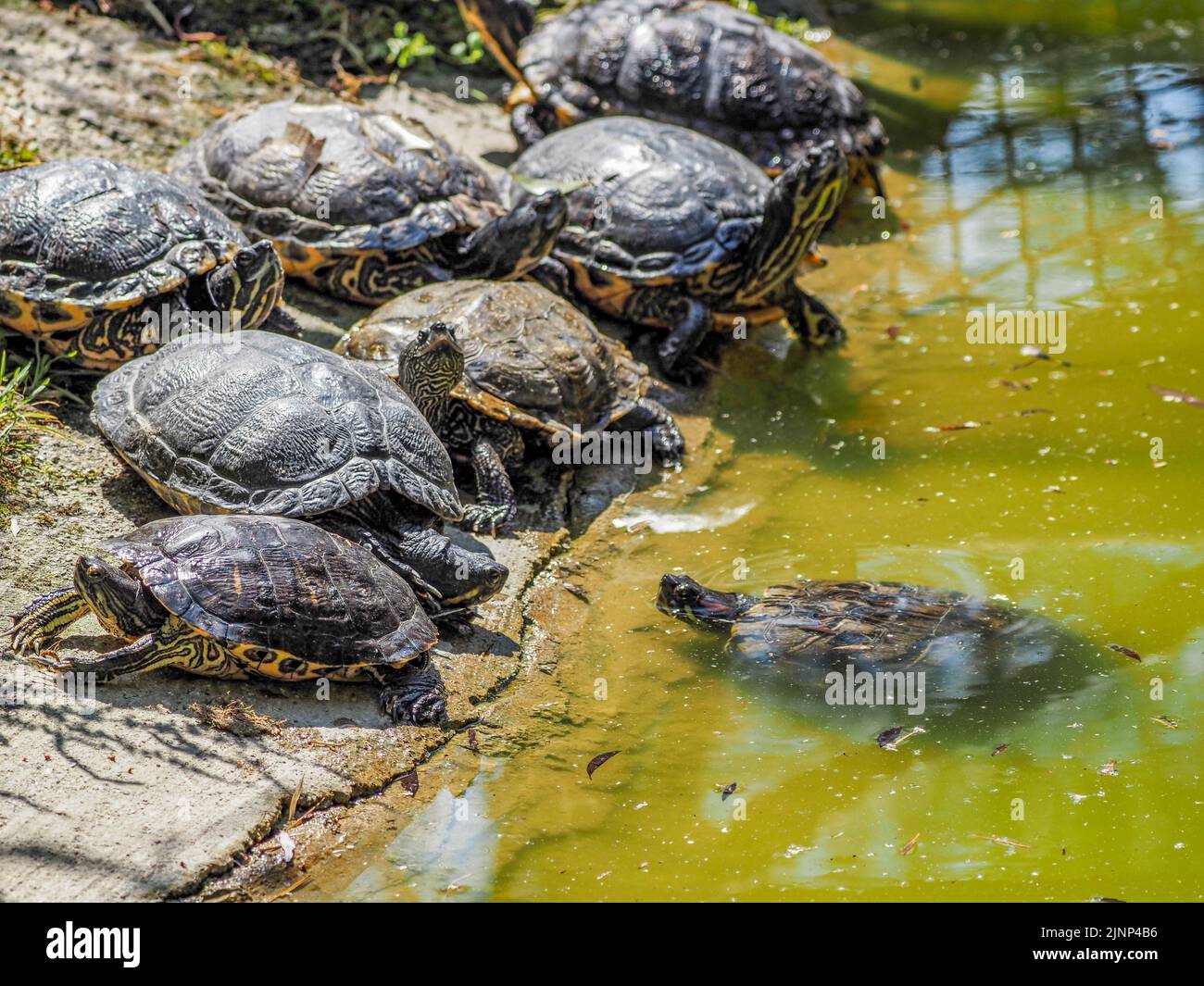 Group of turtles in the pond at the Salzburg Zoo. (Photo by Igor ...