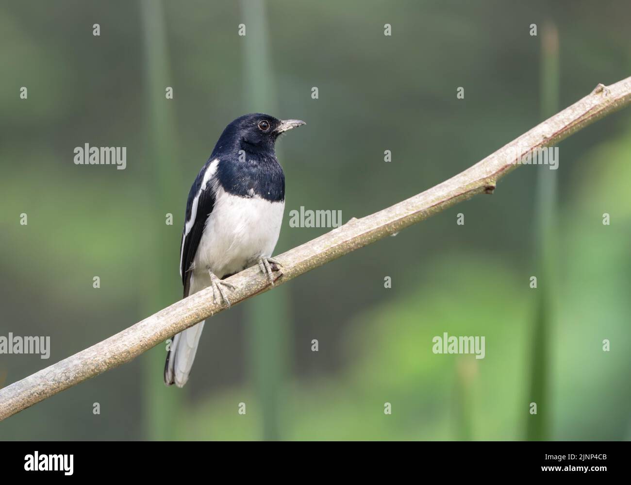 Close up photo of a oriental magpie robin (Male Stock Photo - Alamy