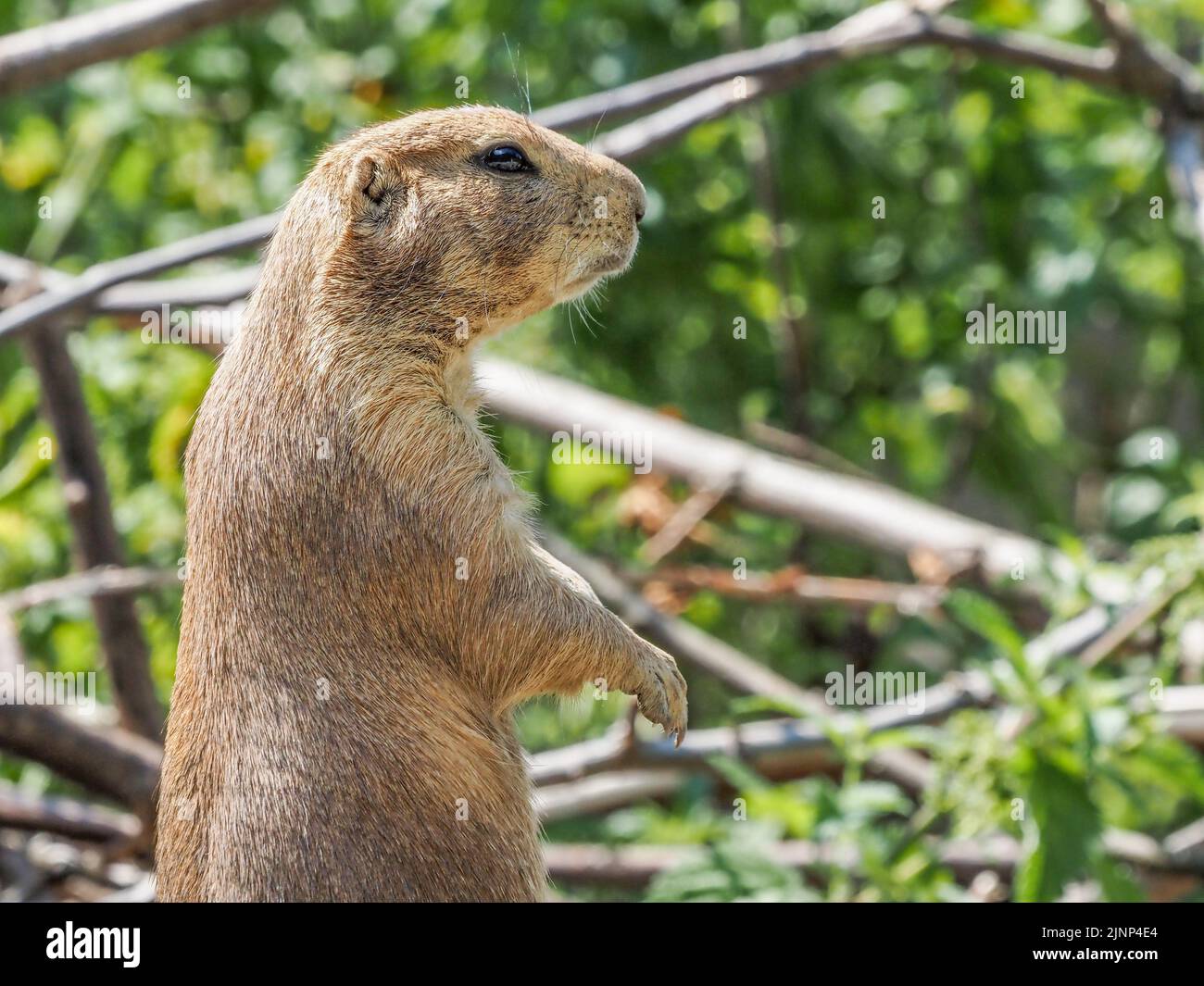 Close-up of a gopher at the Salzburg Zoo. (Photo by Igor Golovniov ...