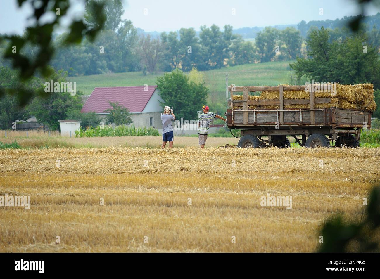 Farmers gathering hay on a field using tractor and trailer. July 18 ...