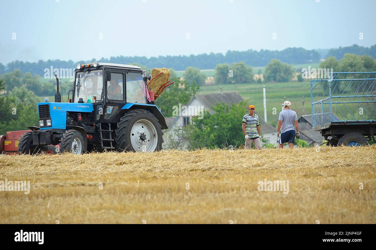 Farmers gathering hay on a field using tractor and trailer. July 18 ...