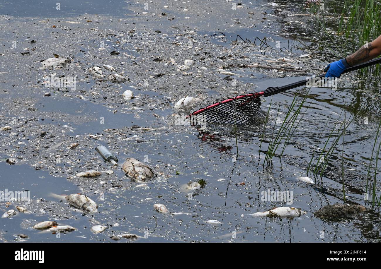Lebus, Germany. 13th Aug, 2022. A volunteer uses a landing net to ...