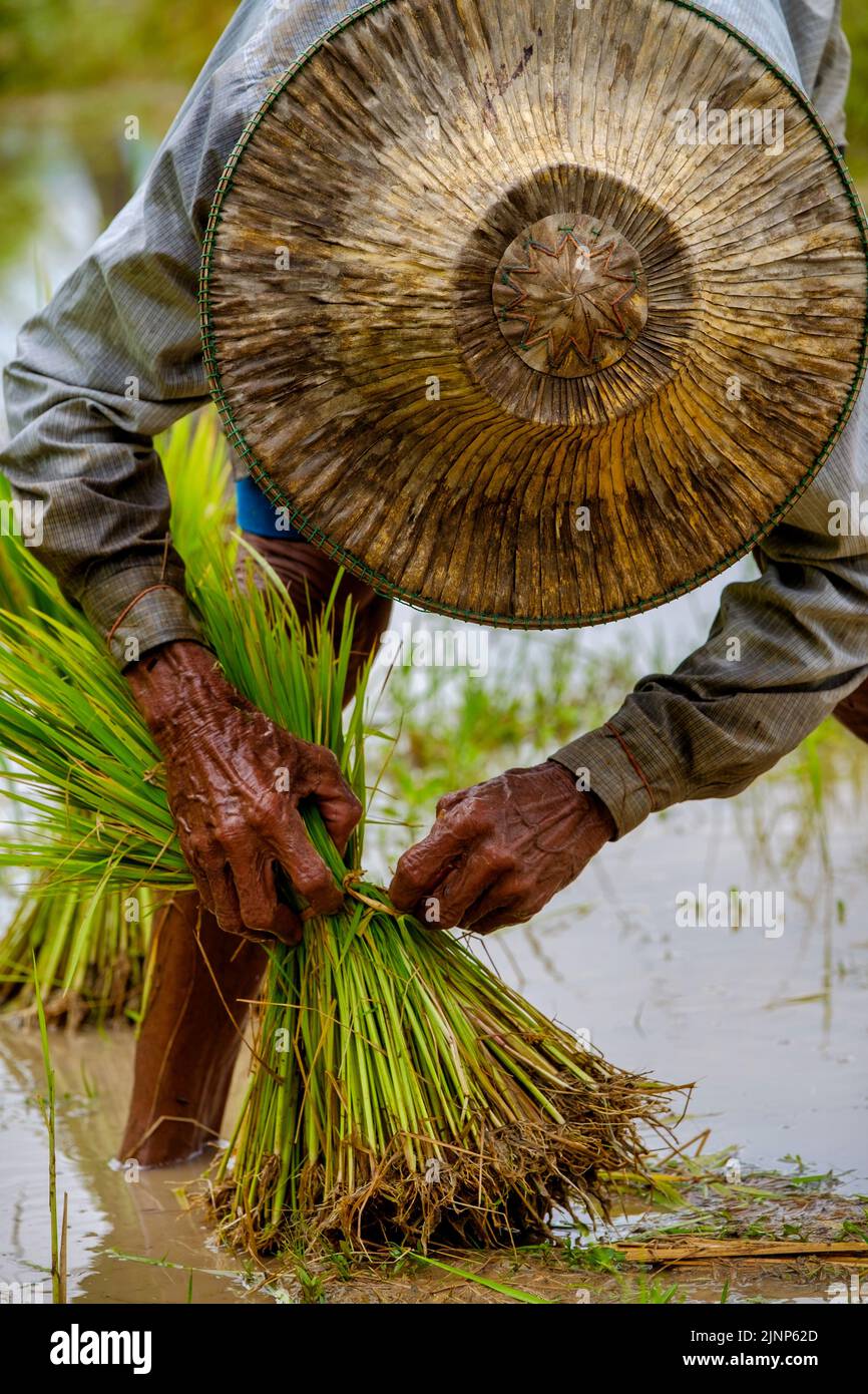 Transplanting of rice hi-res stock photography and images - Alamy