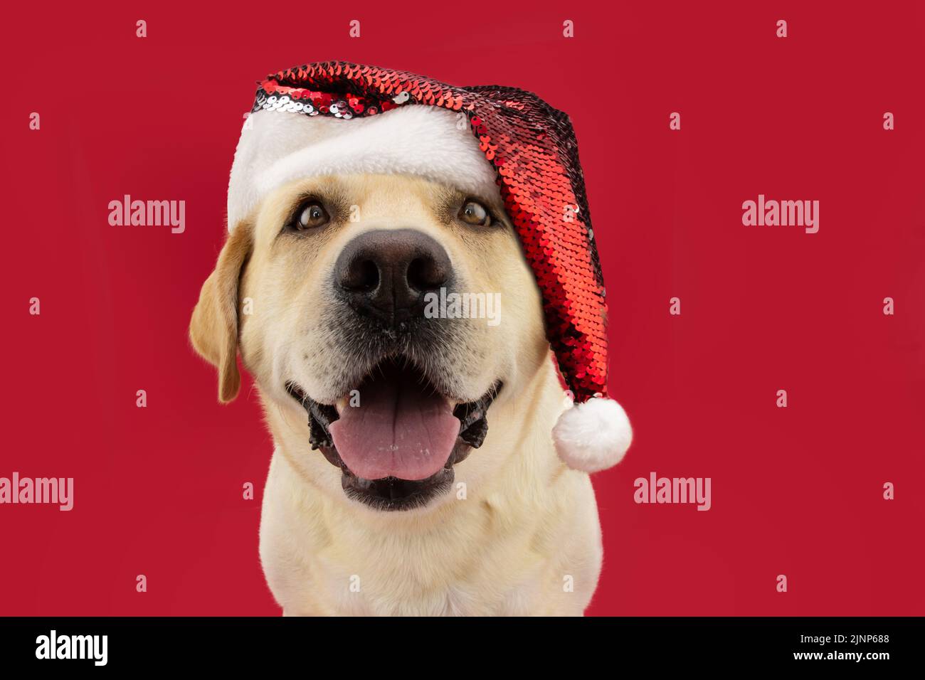 Cute labrador retriever dog celebrating christmas wearing a santa claus ...