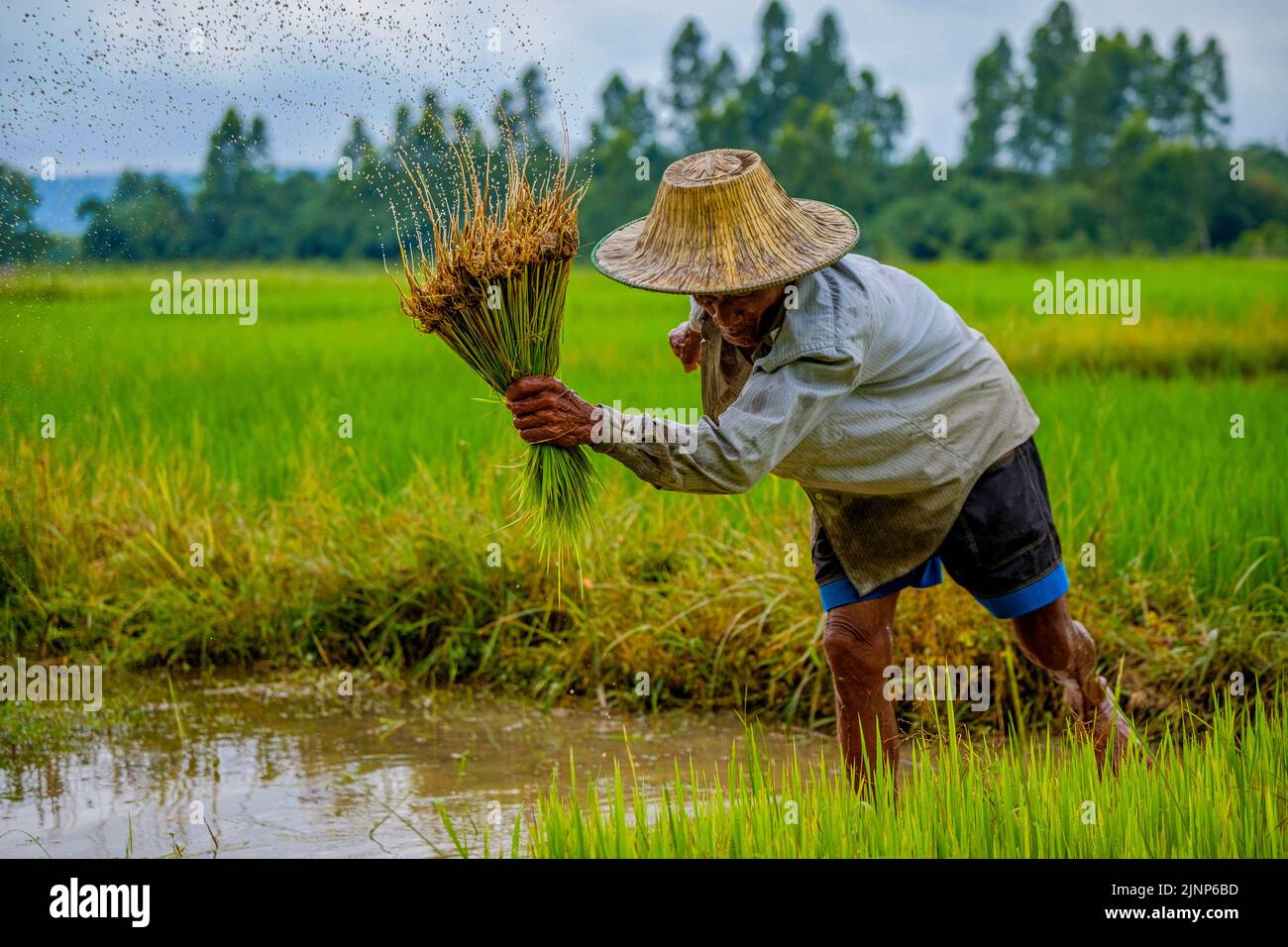 Transplanting Rice, Nakhon Nayok, Thailand Stock Photo - Alamy