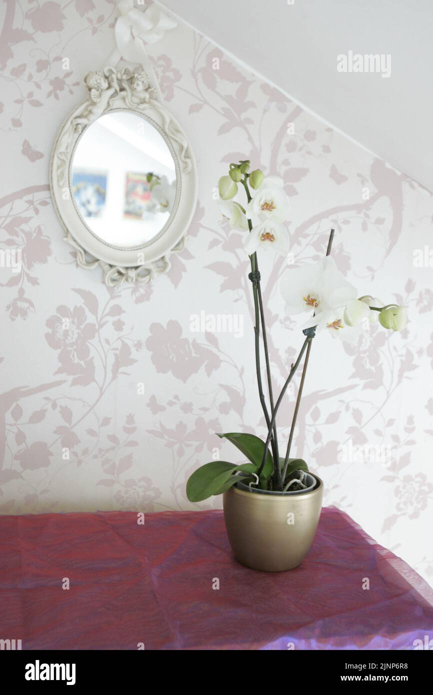 Plant on dressing table mirror hi-res stock photography and images - Alamy
