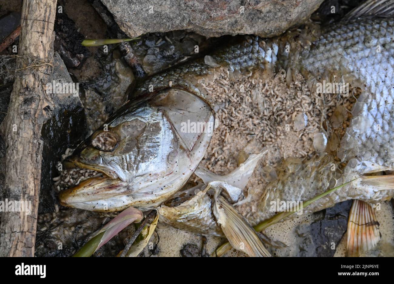 Lebus, Germany. 13th Aug, 2022. A dead fish, already decomposed by ...