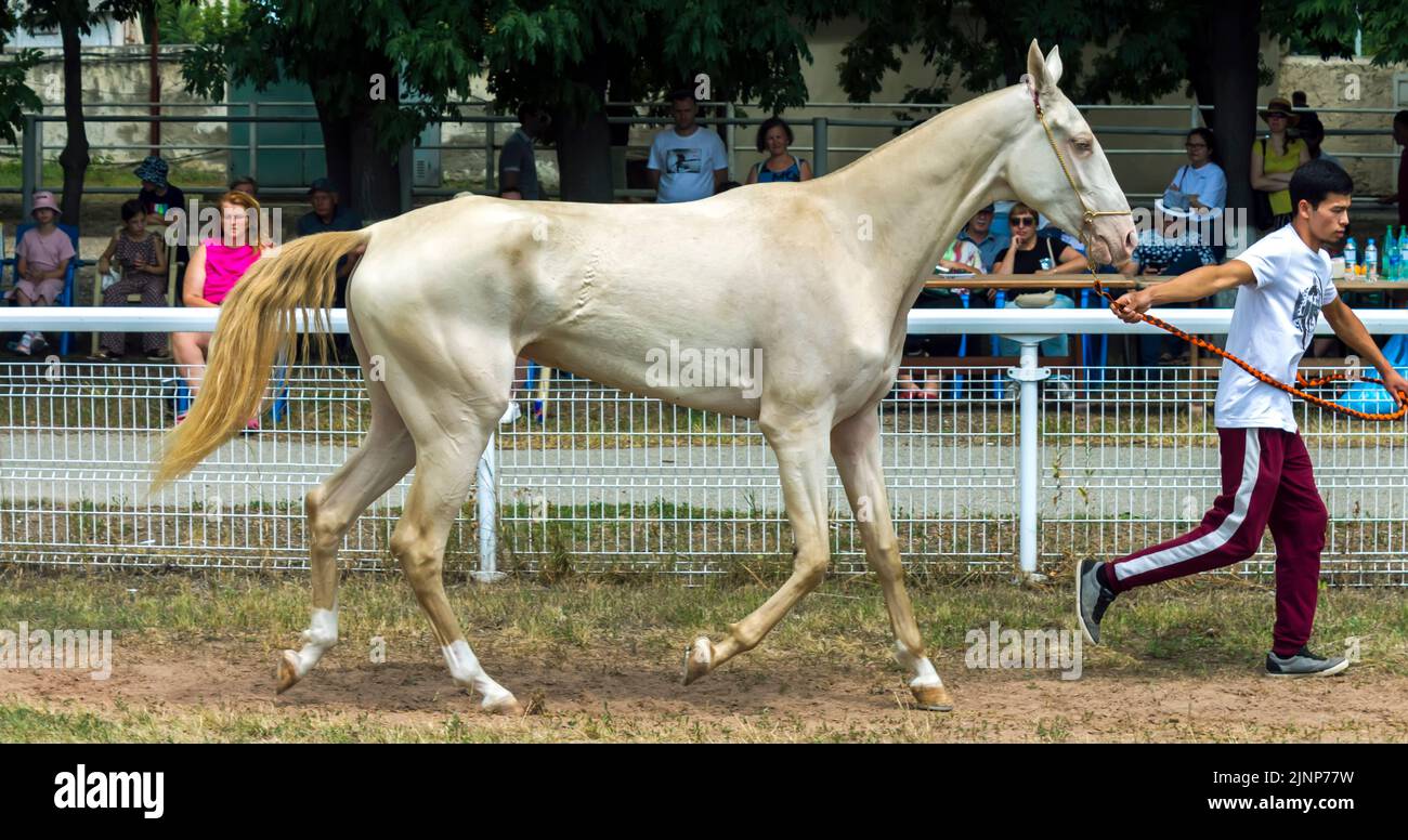 Portrait of akhal-teke horse ,before horse race,Northern Caucasus Stock ...