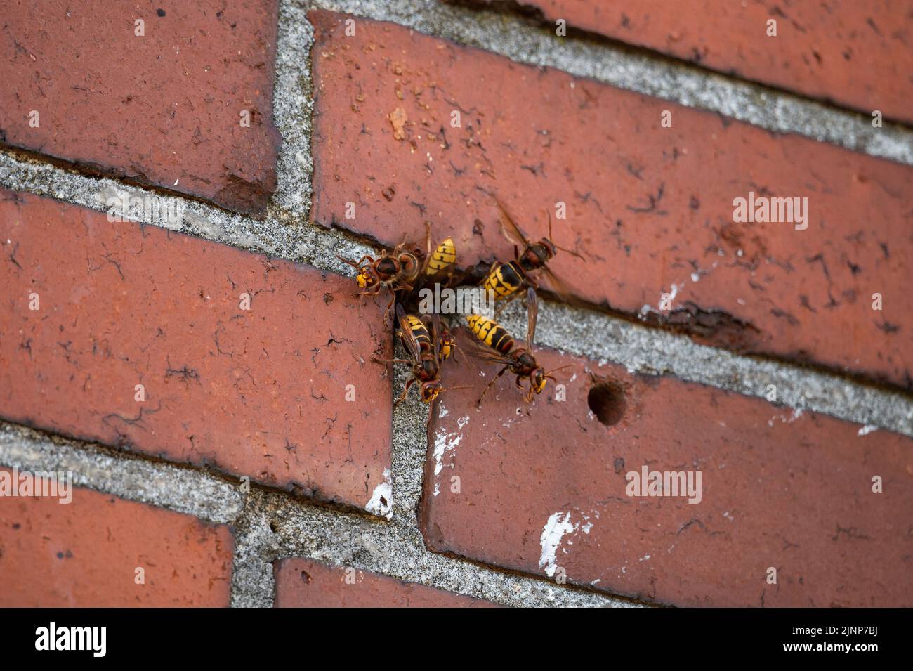 Busy activity at the entrance of a hornet nest in a masonry with guard ...