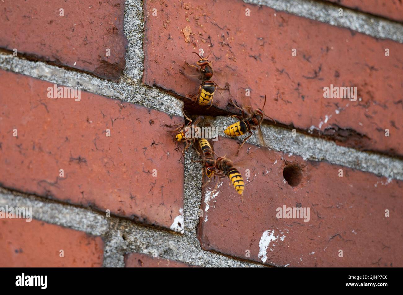 Busy activity at the entrance of a hornet nest in a masonry with guard ...