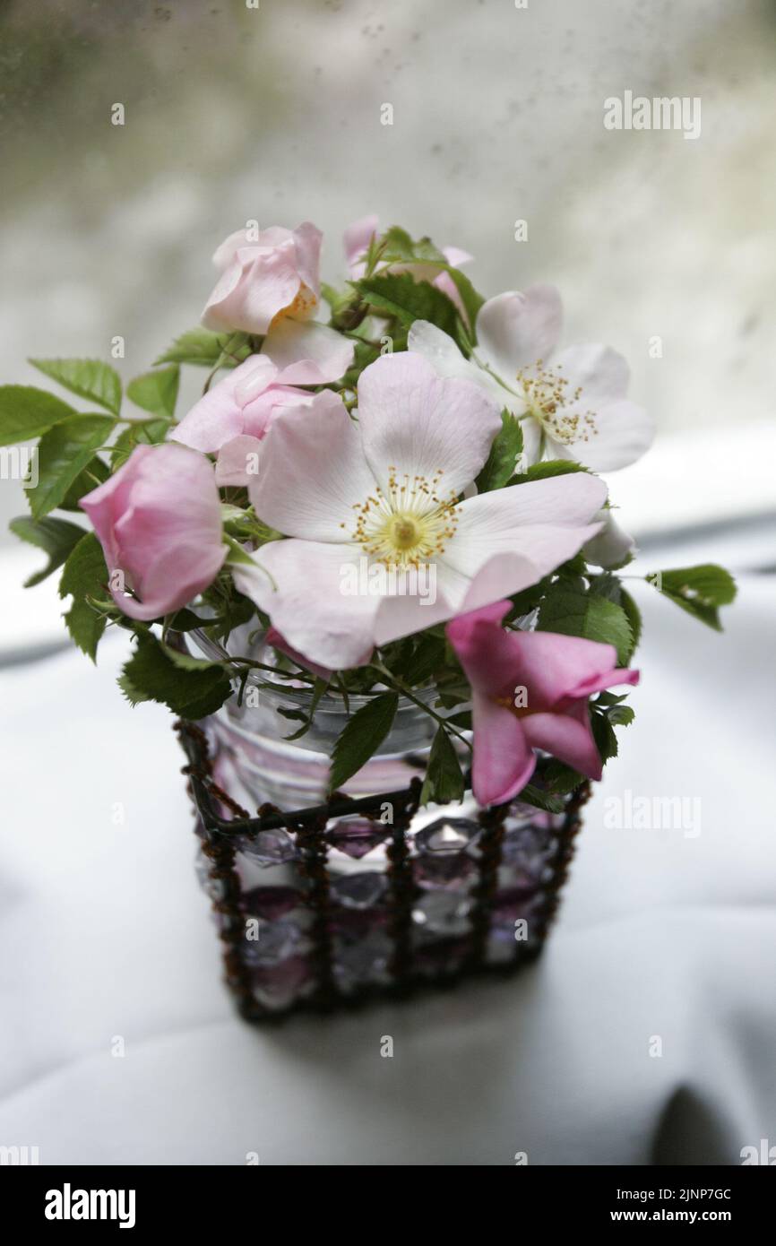 Posey flowers hi-res stock photography and images - Alamy