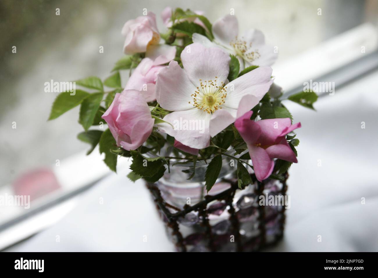 Posey flowers hi-res stock photography and images - Alamy