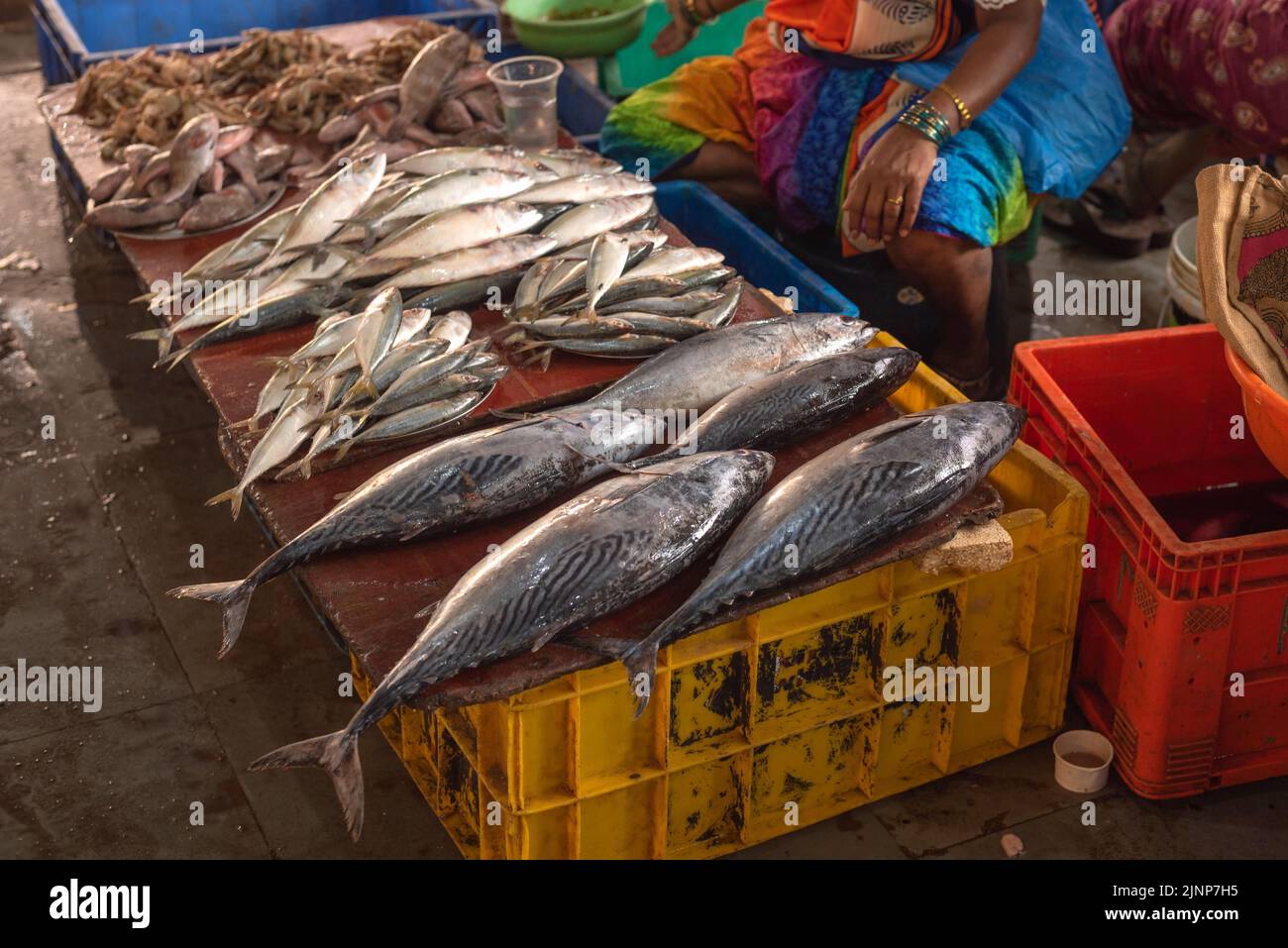 Panaji Goa India April 9 2022: Fisher woman selling Freshly caught fish ...