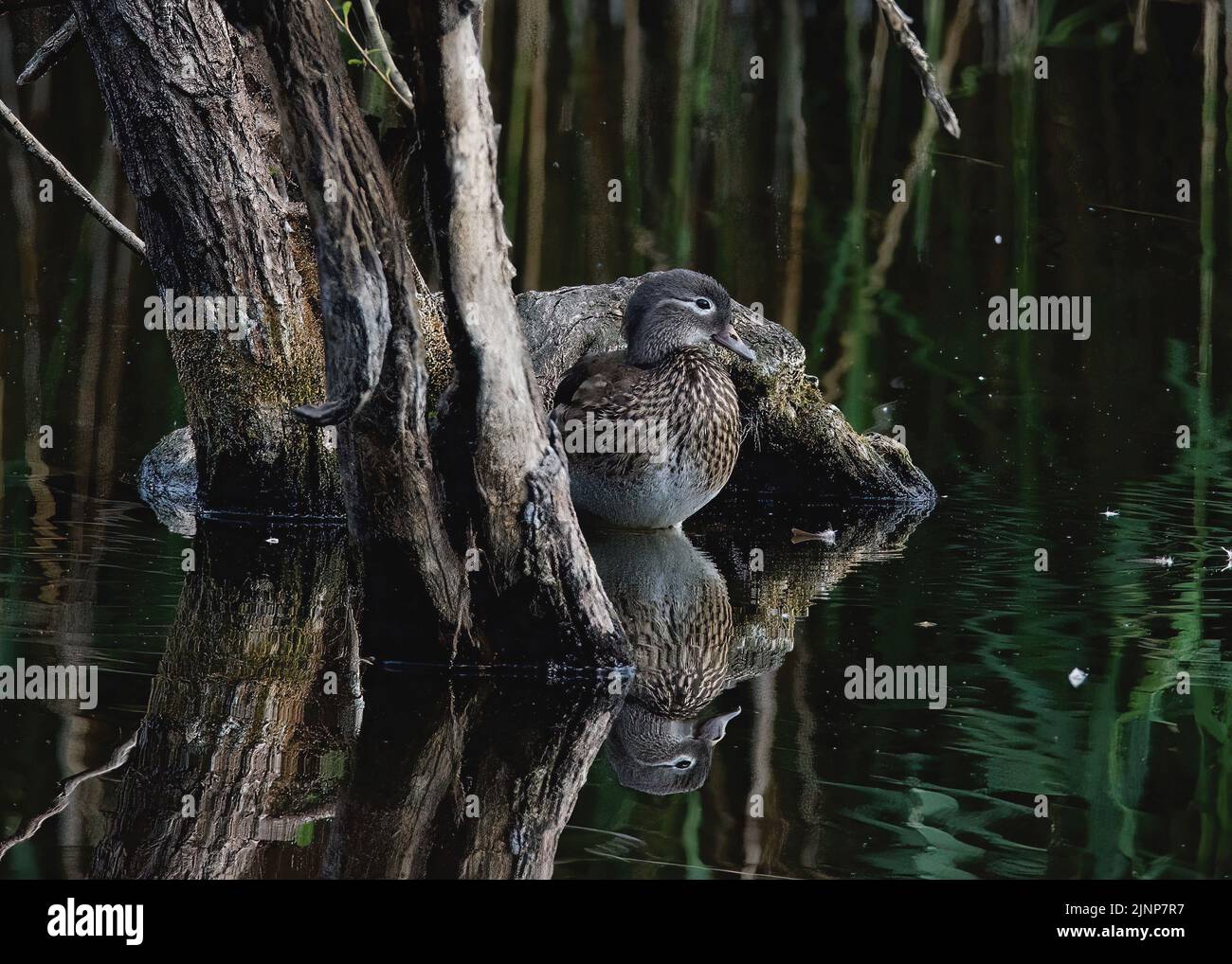 Best bird photographs hi-res stock photography and images - Alamy