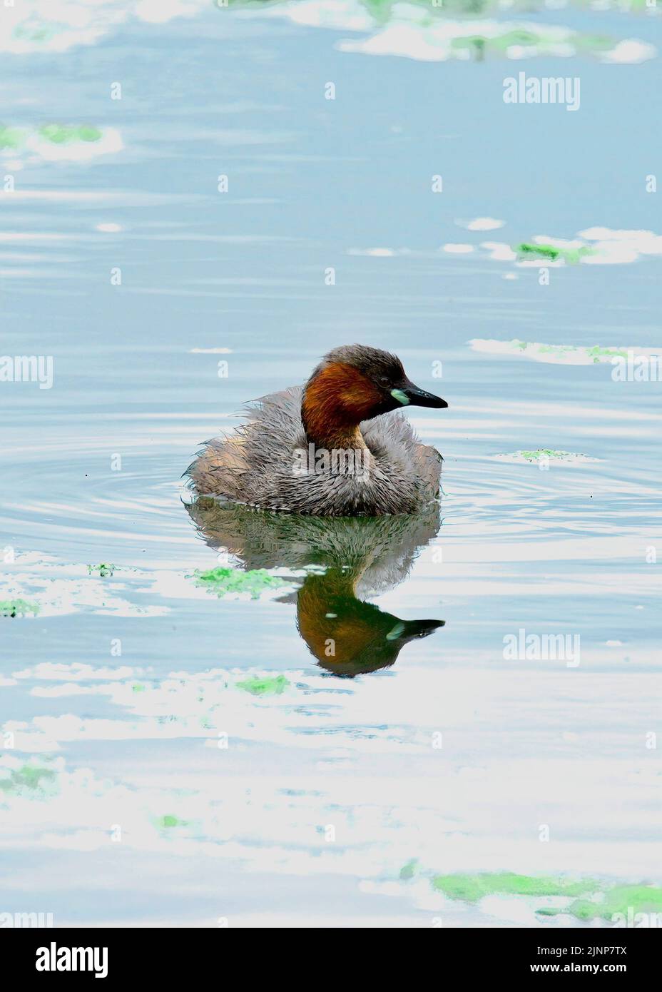 Rye mead rspb hi-res stock photography and images - Alamy