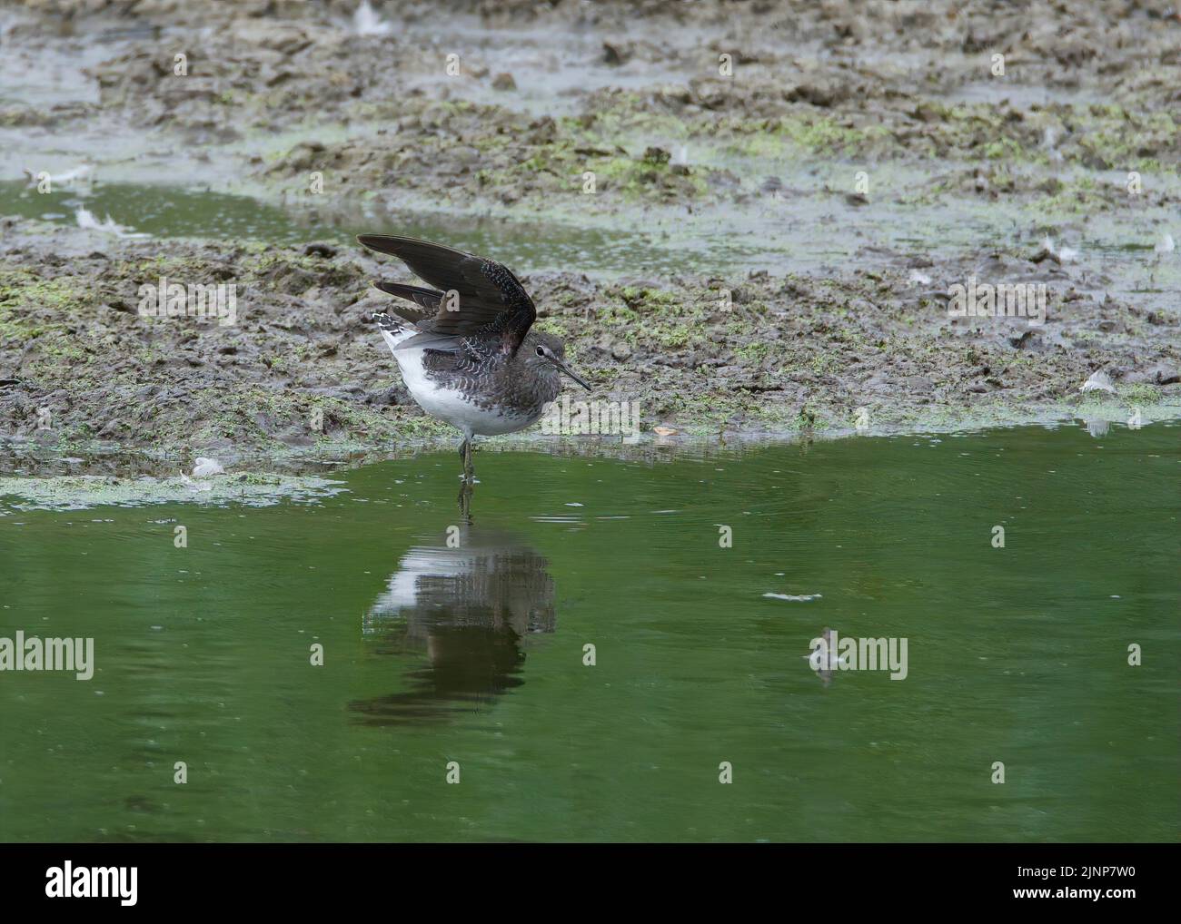 Best bird photographs hi-res stock photography and images - Alamy