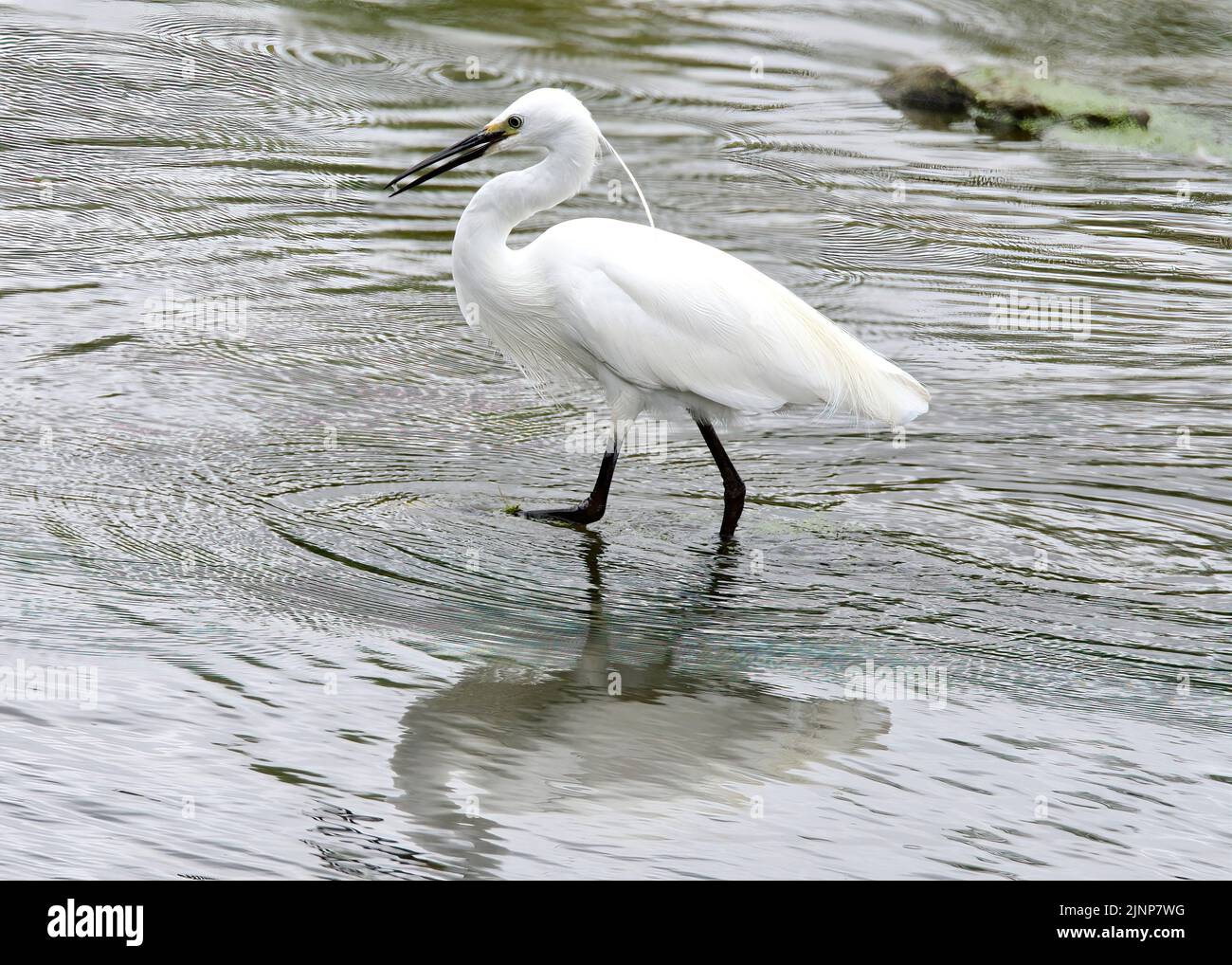 Best bird photographs hi-res stock photography and images - Alamy