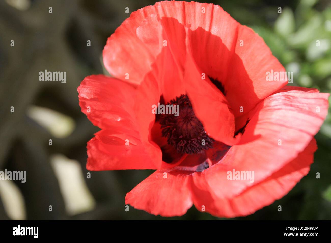 Beautiful close up of giant red poppy head in a sunny sunshine garden ...
