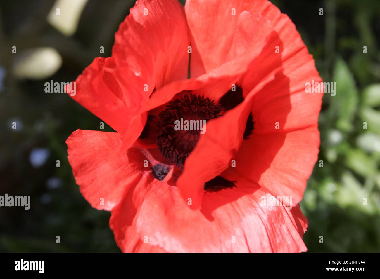 Beautiful close up of giant red poppy head in a sunny sunshine garden ...